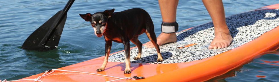 Paddle Board Rental – Pricing & How To | Paddle Outside